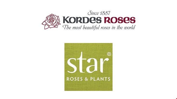 Star Roses and Plants launches new Kordes website - Greenhouse Management