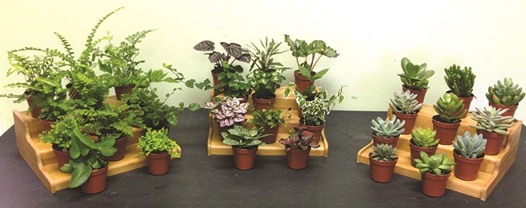 Pixie Plants - Garden Center