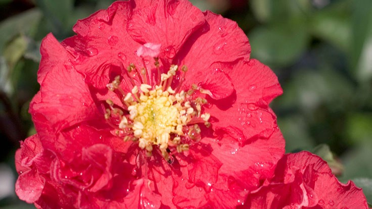 Double Take pink quince wins award at Belgian trade fair - Nursery ...