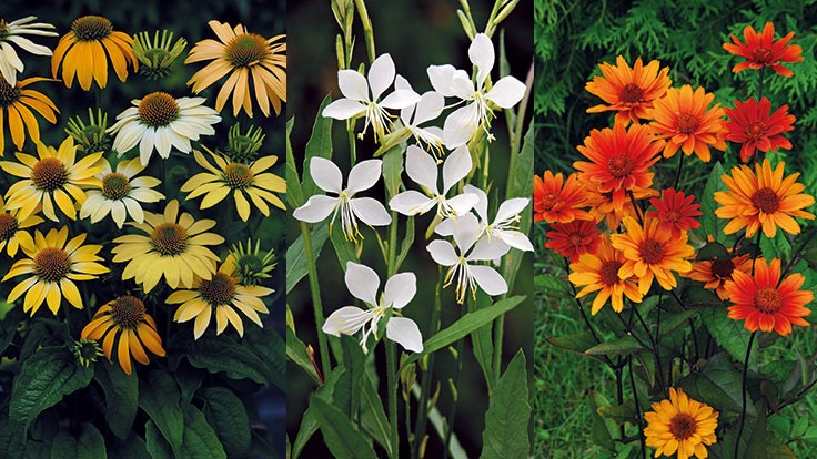 2018 new varieties: Jelitto Perennial Seeds - Nursery Management