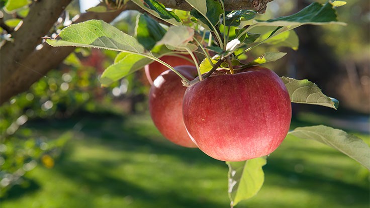 Last living Johnny Appleseed tree still fruitful after 150 years ...