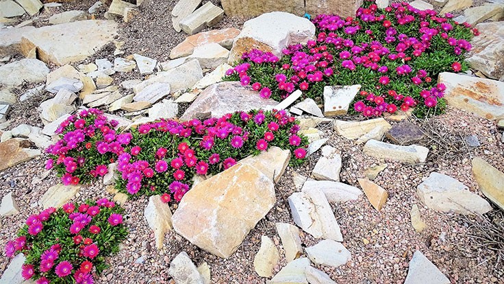 2018 new varieties: Plant Select - Nursery Management