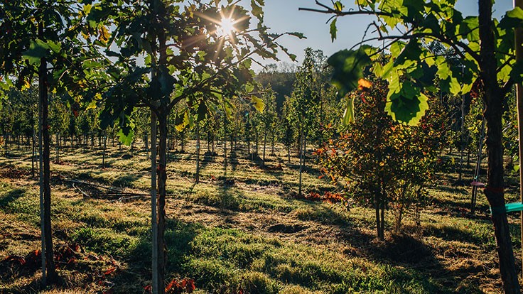 Pennsylvania launches 10 million trees project - Nursery Management