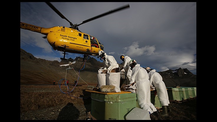 World’s Largest Rodent Eradication Project a Success - Pest Control ...