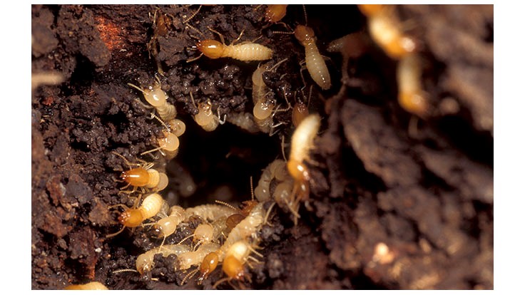 Thrasher Termite & Pest Uncovers Formosan Termites in La Mesa (Calif ...