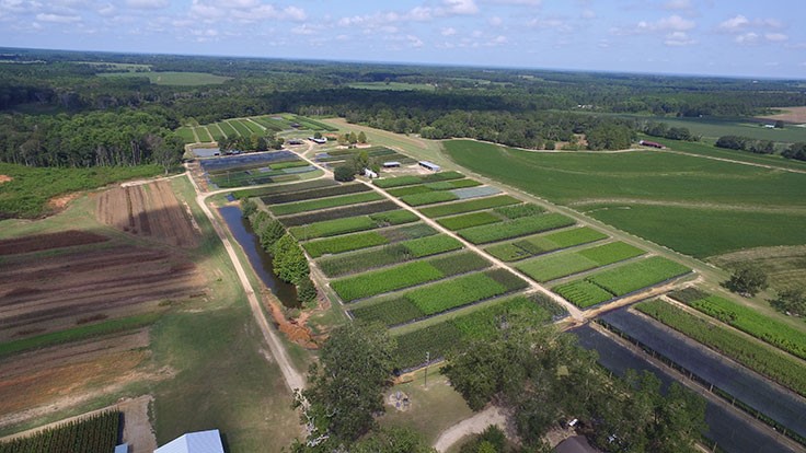 Hurricane Michael recovery: Gainous' Shade Trees - Nursery Management