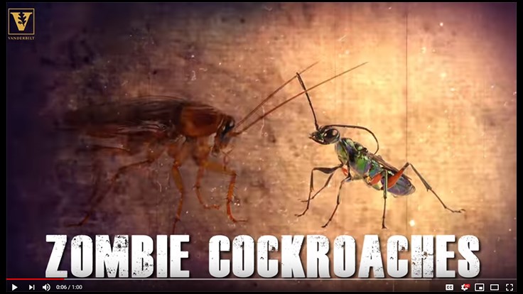 Karate Kicks Keep Cockroaches from Becoming Zombies, Wasp Chow - Pest ...