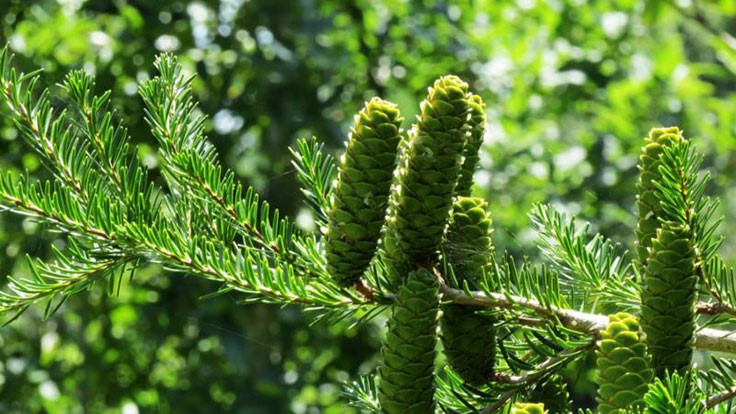 Mark Weathington to speak on Far East plant hunting - Nursery Management