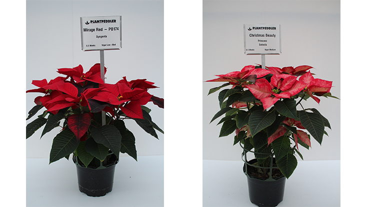 Plantpeddler releases results from 2018 poinsettia trial - Greenhouse ...