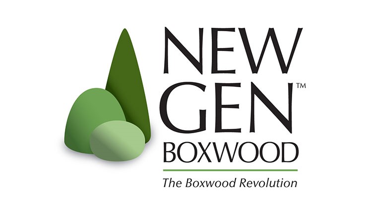 Saunders Brothers introduces NewGen boxwood - Nursery Management