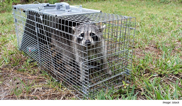 Remote Monitoring for Wildlife – What You Need to Know - Pest Control ...