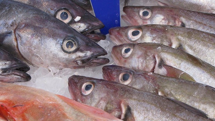 Rutgers-Led Study Finds Climate Change Shrinking Fisheries - Quality ...