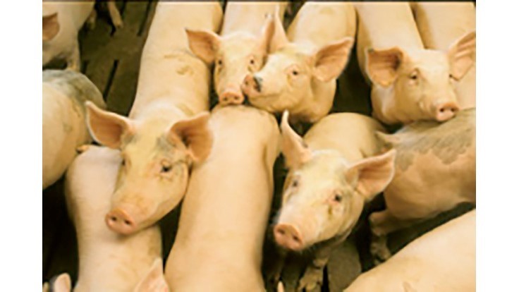 Study Reveals Pigs Can Transmit FMD Prior to Signs of Sickness ...