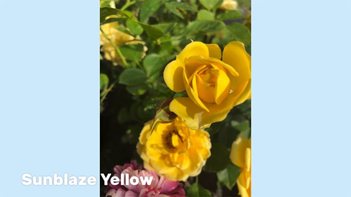 Stiletto and Sunblaze - Garden Center