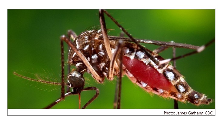 Citywide Mosquito Management Efforts in Puerto Rico Proved Beneficial ...