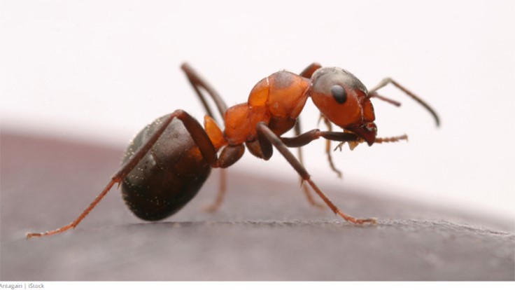 Seven Tips for Quickly Eliminating Large Ant Infestations - Pest ...
