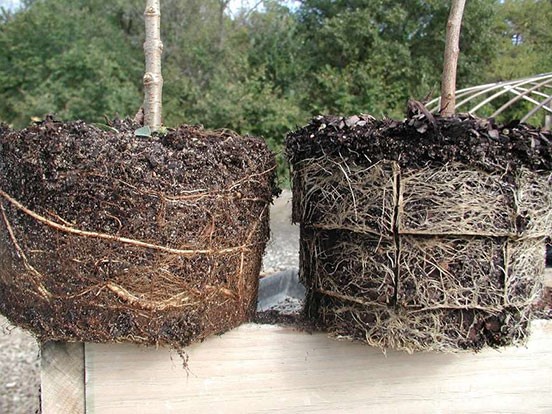 A common-sense approach to root pruning - Nursery Management