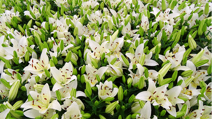 2020 production schedule for Easter lilies now available - Greenhouse ...