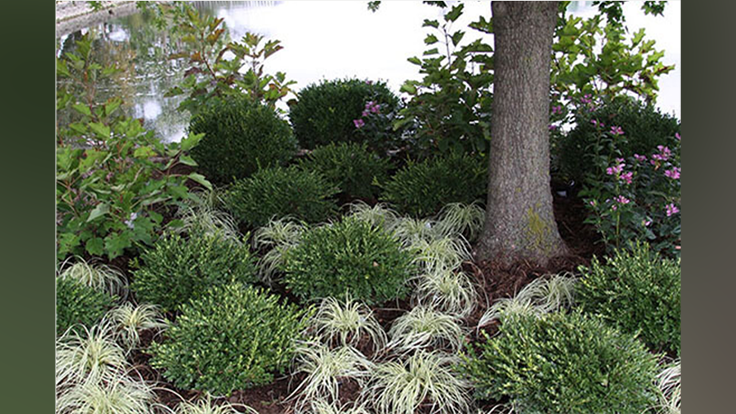 New Buxus Flat-tery features an unusual prostrate growth habit ...