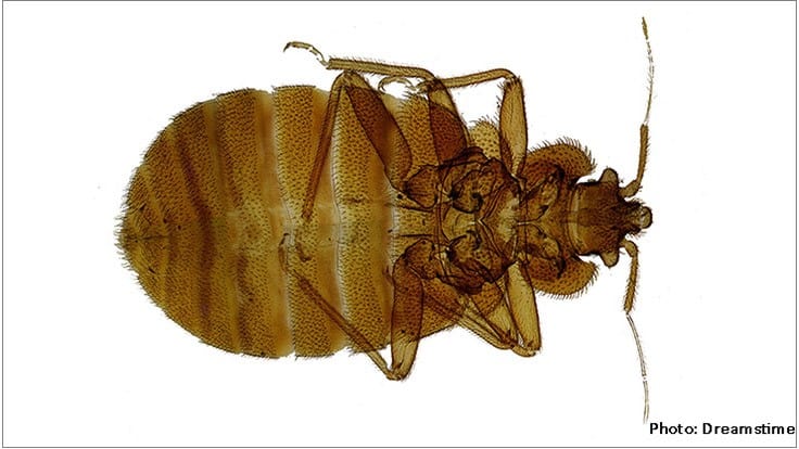 The Heat-Chemical Combo - Pest Control Technology