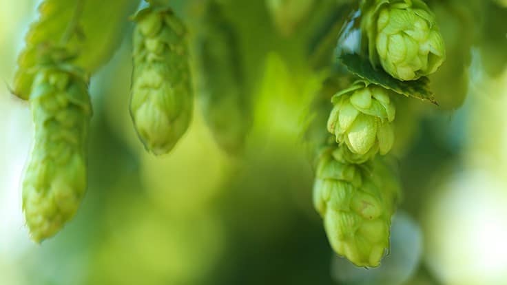 New study suggests controlled-environment hops production is easier ...