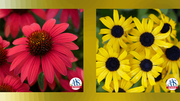 Seven varieties recognized by All-America Selections - Nursery Management