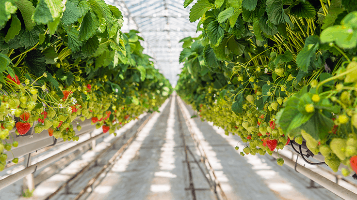 Signify, Fragaria Innova partner for strawberry production research ...