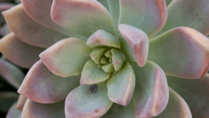 10 plant trends to watch out for in 2020 - Nursery Management