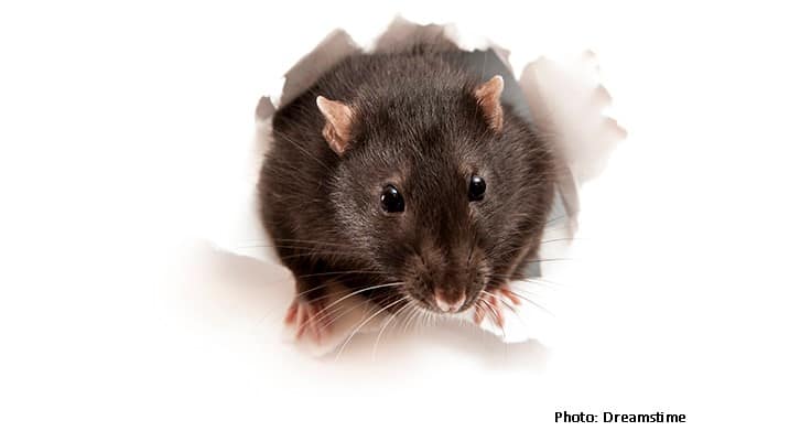 Outsmarted by a Rat? You're Not Alone - Pest Control Technology