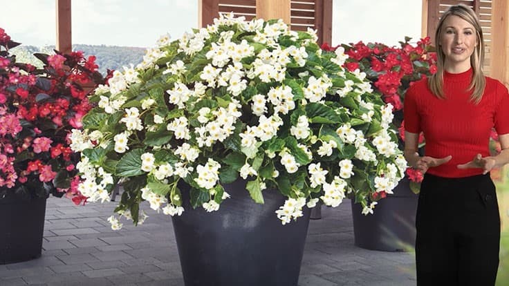 2020 Spring Trials Preview: Benary - Garden Center