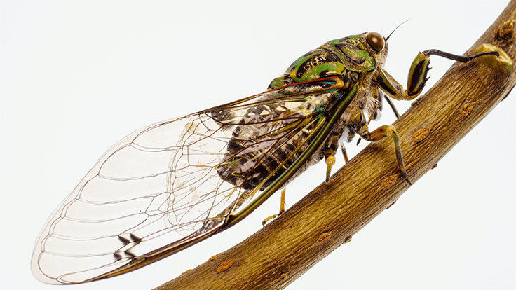 Cicadas expected to make a big buzz this summer - Garden Center