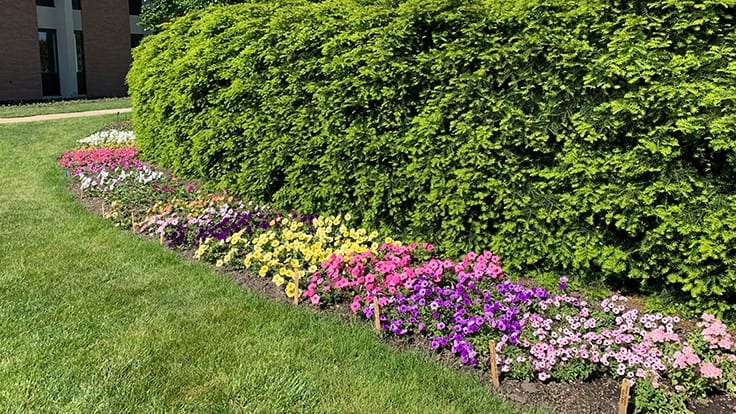 Despite restriction, MSU installs all ornamentals for trial gardens ...