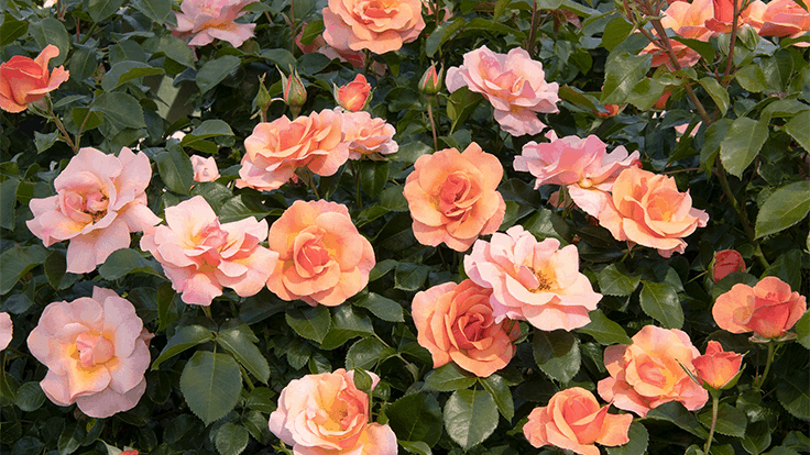 Monrovia introduces 2021 Featured Plants at Cultivate - Greenhouse ...