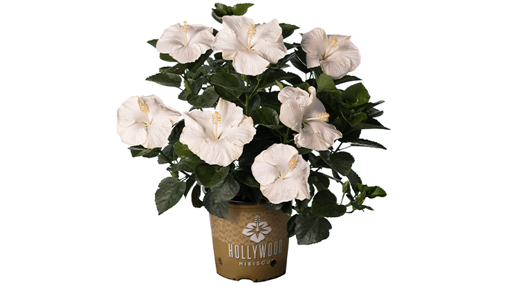 J. Berry announces new 2021 varieties - Garden Center