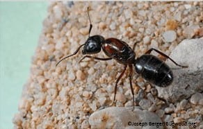 Successful Ant Management: A Primer - Pest Control Technology