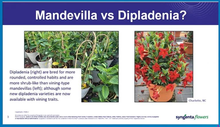 Dipladenia and mandevilla 101 - Greenhouse Management