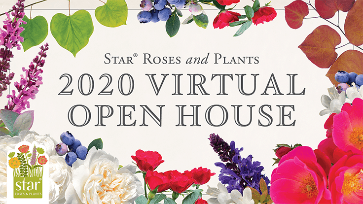 Star Roses and Plants’ 2020 open house goes virtual - Garden Center