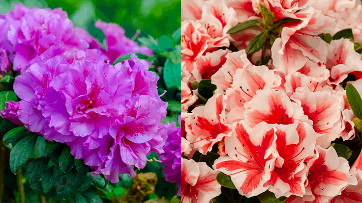 Encore Azaleas introduces two new varieties - Garden Center