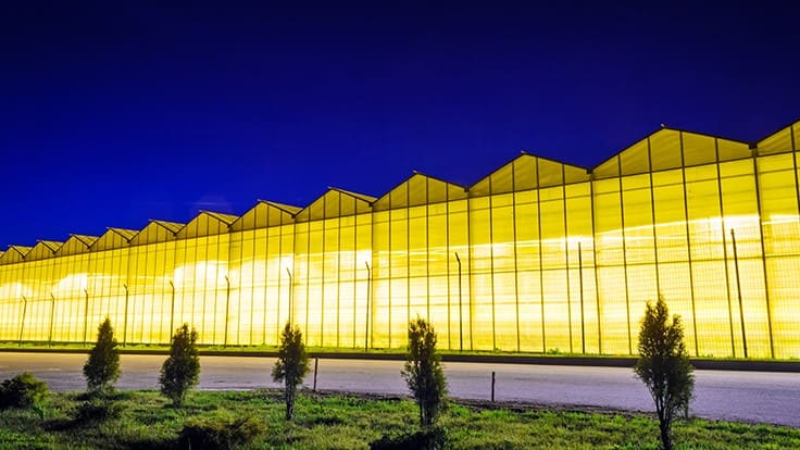 Ontario growers ask for more time to comply with light pollution law ...