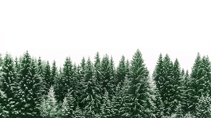 Texas A&M shares benefits of having a real Christmas tree - Garden Center