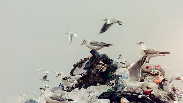 Managing landfill pests - Waste Today