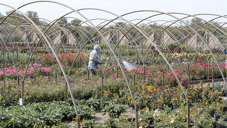 How do you automate? - Nursery Management