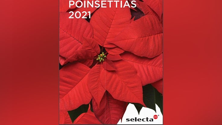 Selecta One releases 2021 poinsettia catalog - Greenhouse Management