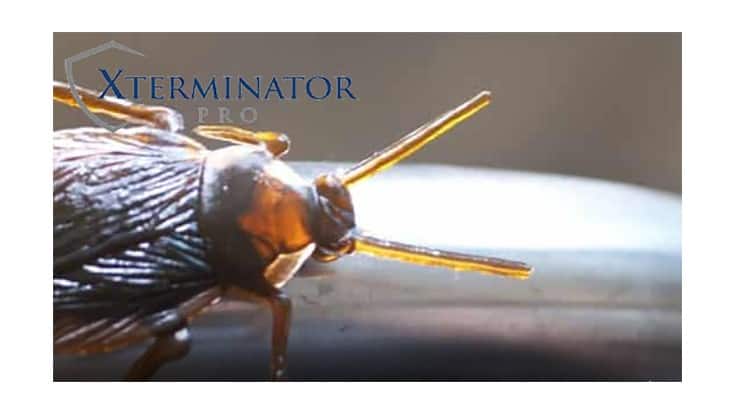 Xterminator Pro Now Part of Aegis Insurance - Pest Control Technology