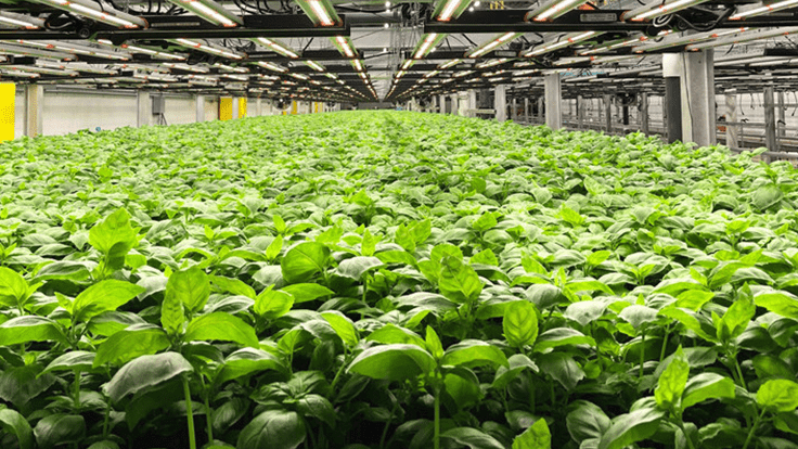 Shenandoah Growers appoints Cameron Geiger as COO - Produce Grower