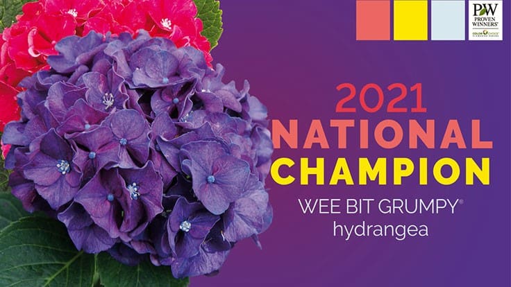 Wee Bit Grumpy hydrangea wins Shrub Madness 2021 - Greenhouse Management