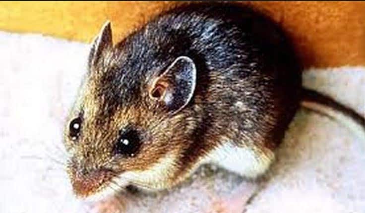 Two Deer Mice Test Positive for Hantavirus in San Diego County - Pest ...