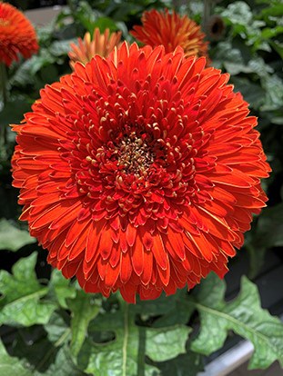 Warm new colors - Garden Center