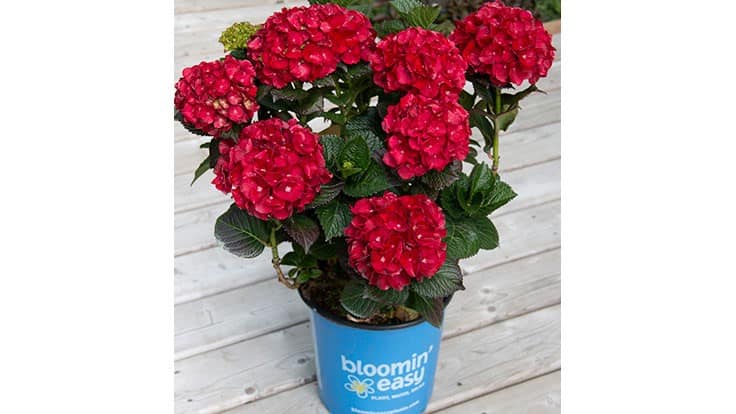 Bloomin' Easy adds six flowering shrubs for 2022 - Nursery Management