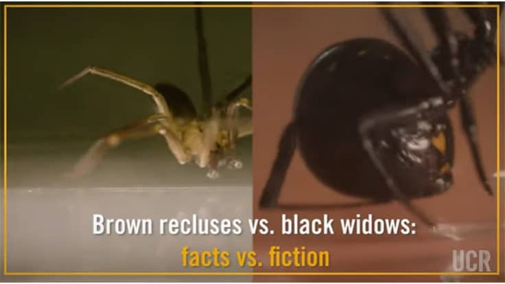 Brown Recluses vs. Black Widows - Pest Control Technology